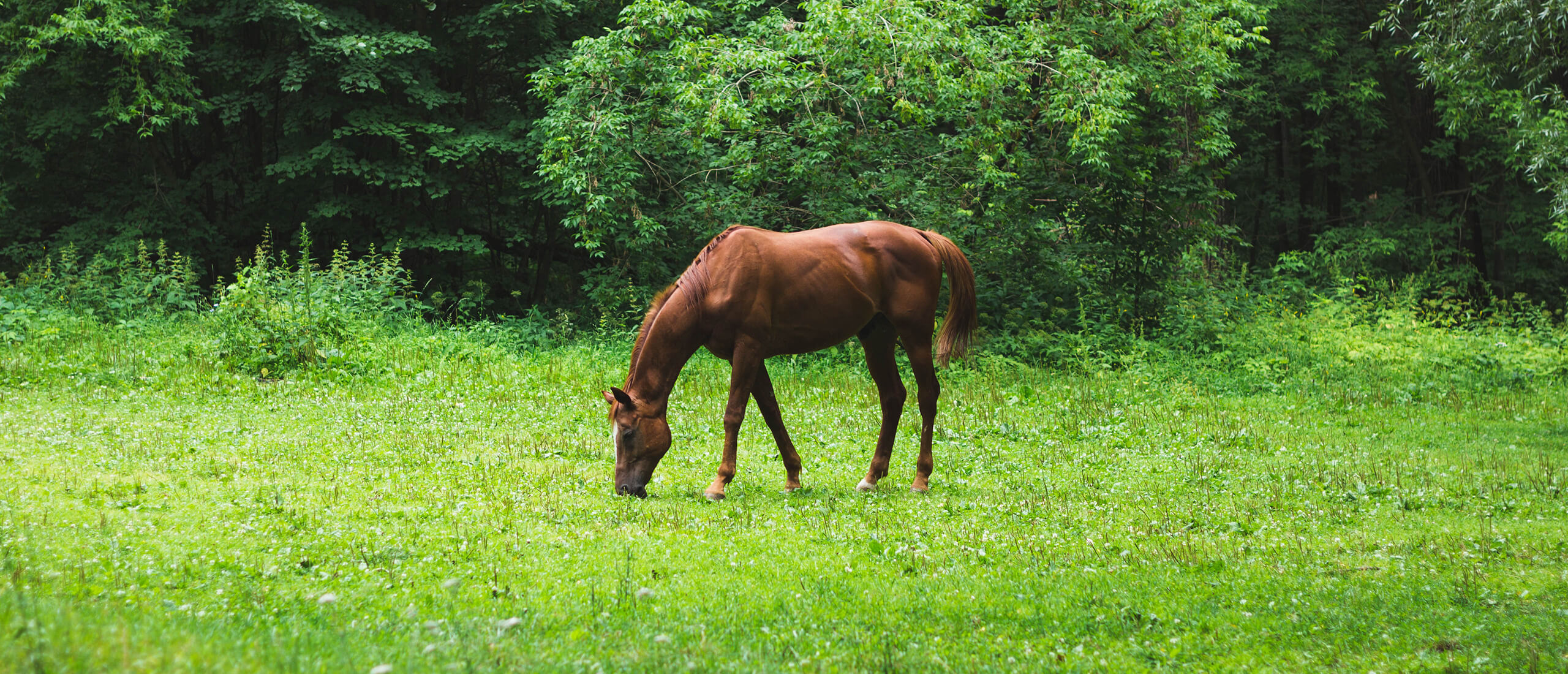 Equine Castration Procedure - New Forest Equine Vets
